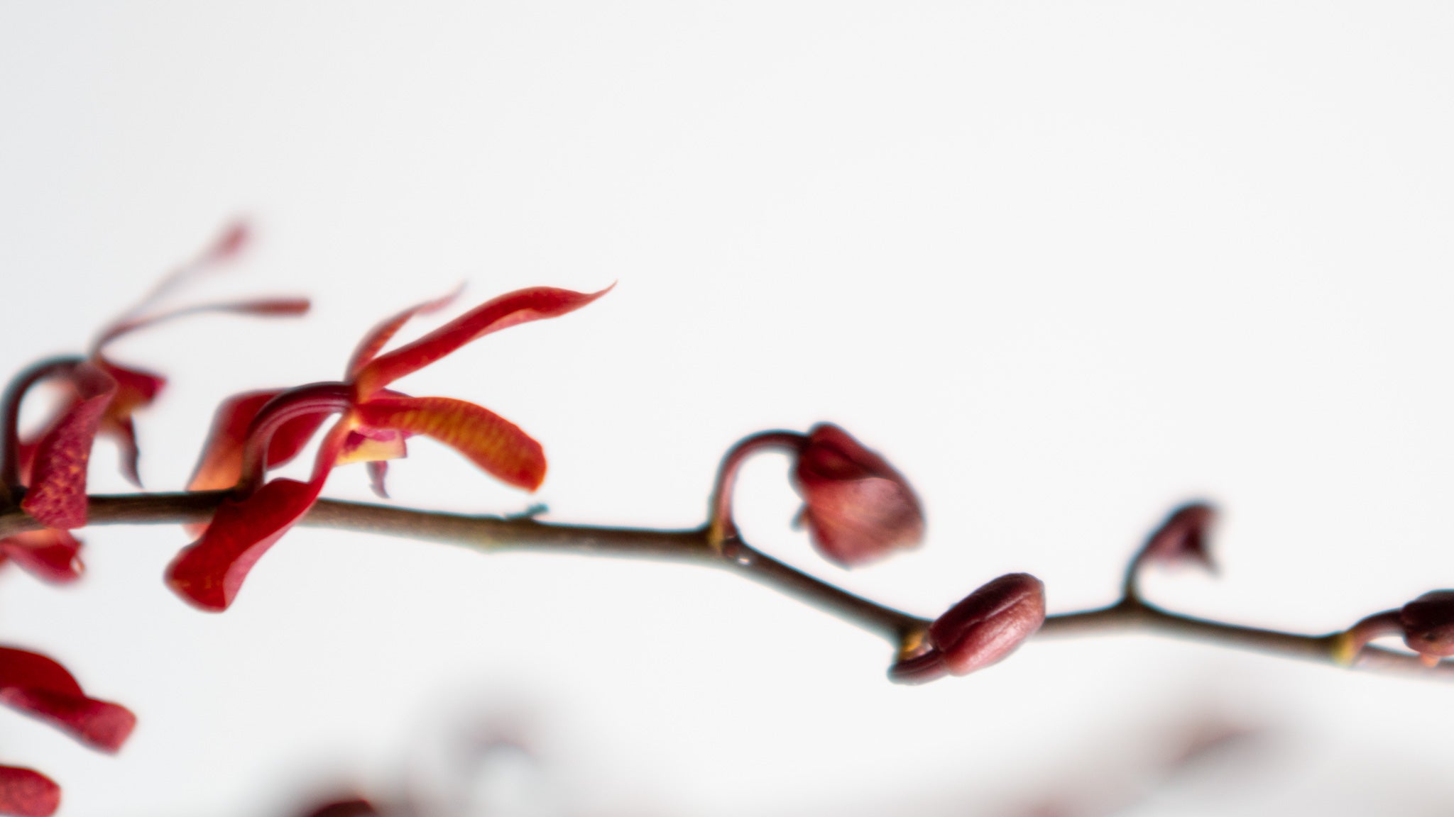 Signature Sierra Chairs – CROFT HOUSE