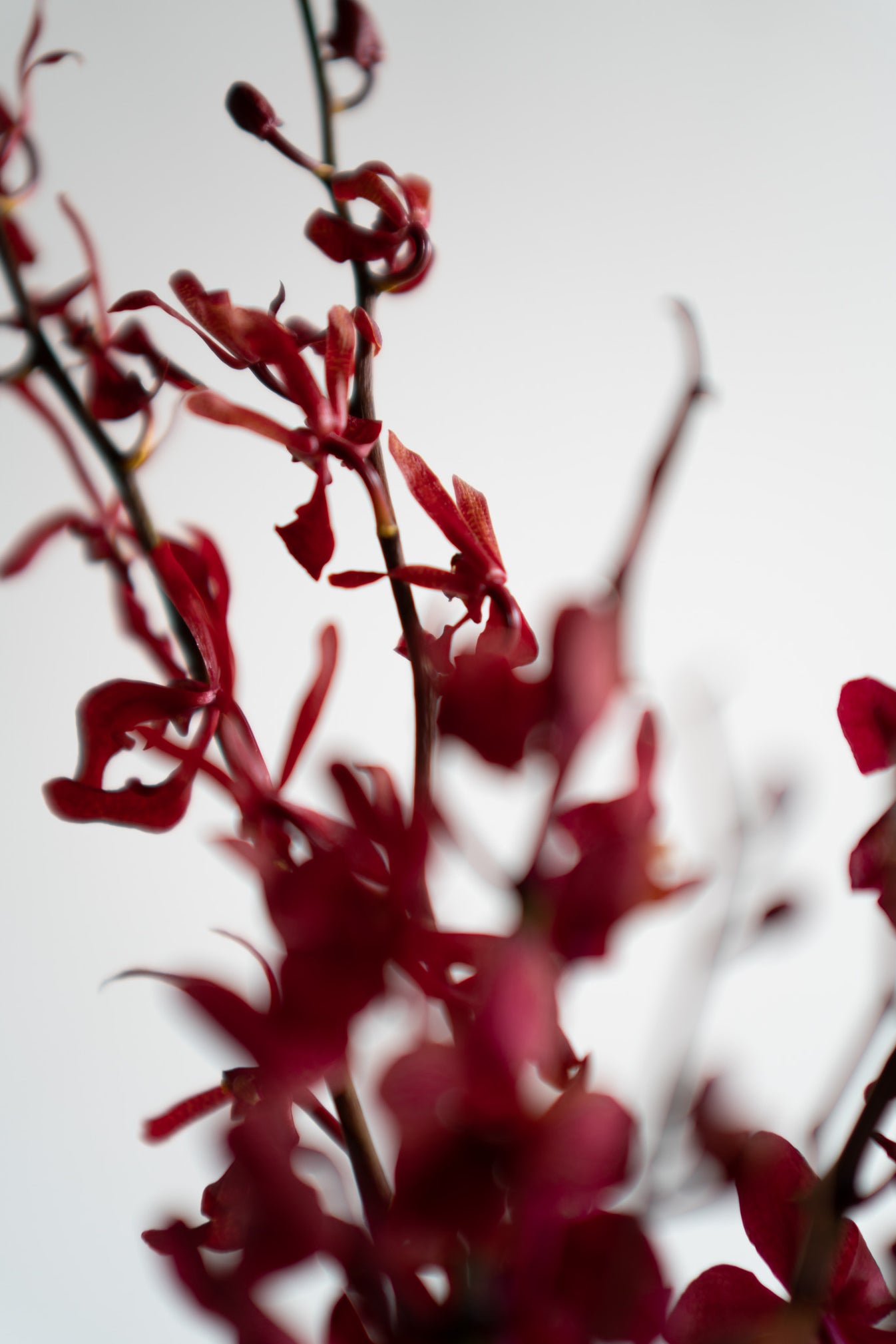 Sierra Chair x JSN Studio - Croft House Design Studio - LA, California ...